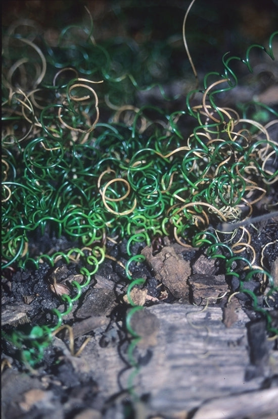 Learn about Juncus effusus 'Curly Wurly' | Curly Wurly Corkscrew Rush ...