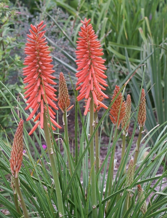 Learn about Kniphofia 'Nancy's Red' | Nancy's Red Hot Poker | Perennial ...