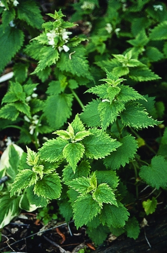 Learn about Lamium album 'Pale Peril' | White Archangel | Perennial ...