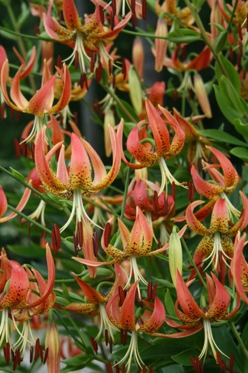 Learn about Lilium pyrophilum | Sandhills Fire Lily | Perennial ...