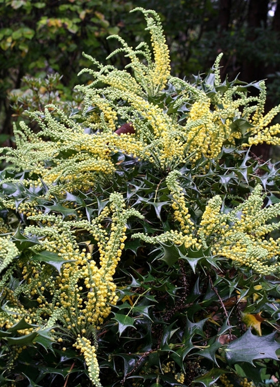 Learn about Mahonia fargesii | Farges' Mahonia | Perennial Encyclopedia
