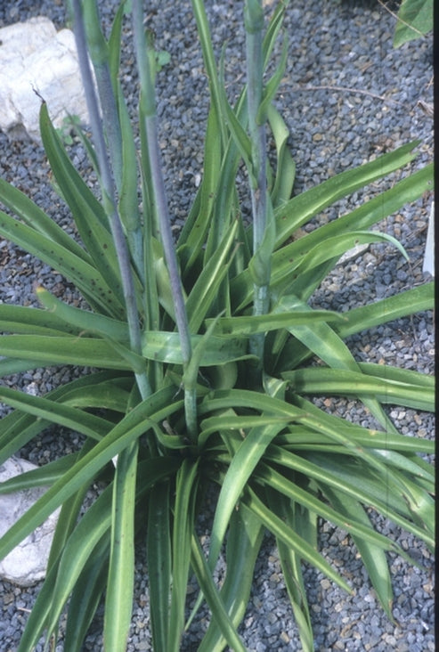 Learn about Manfreda virginica | Deciduous Agave | Perennial Encyclopedia
