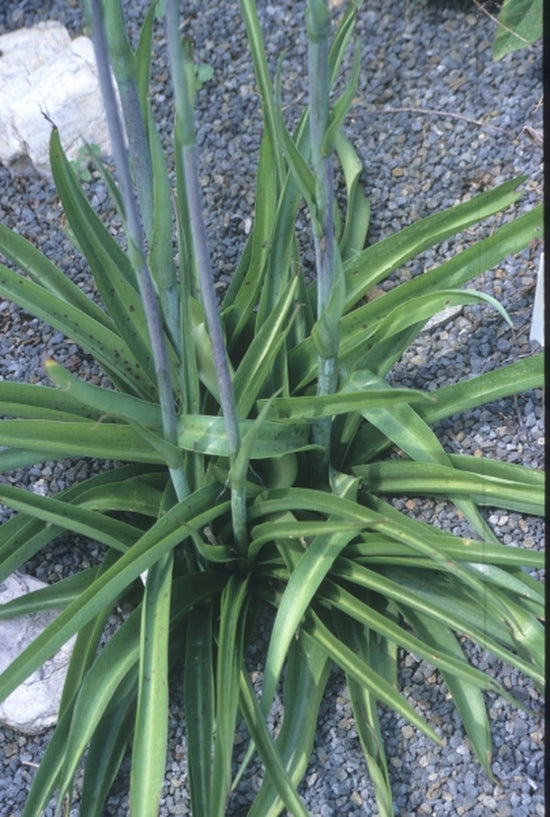 Learn about Manfreda virginica | Deciduous Agave | Perennial Encyclopedia