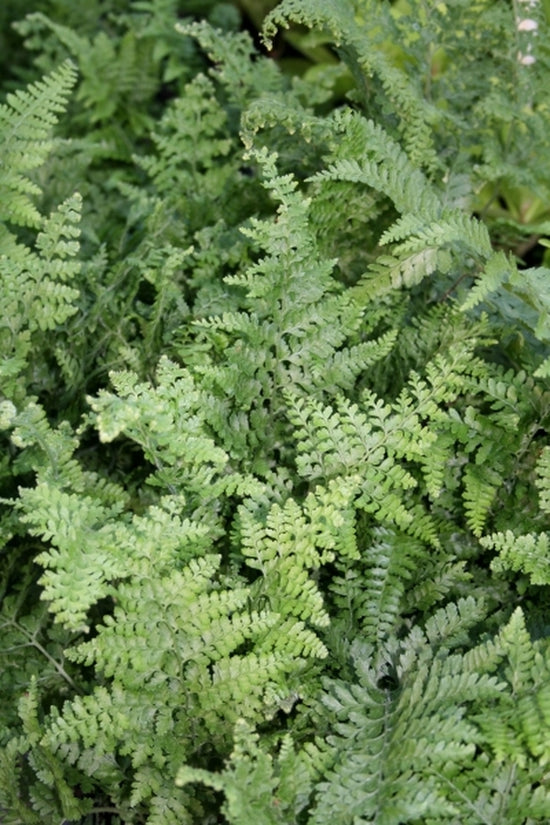 Learn about Microlepia strigosa | Rigid Lace Fern | Perennial Encyclopedia