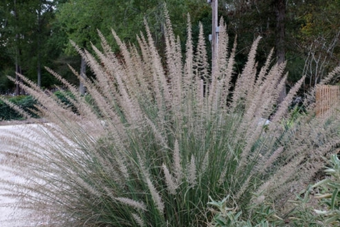 Learn about Muhlenbergia rigens | Deer Grass | Perennial Encyclopedia