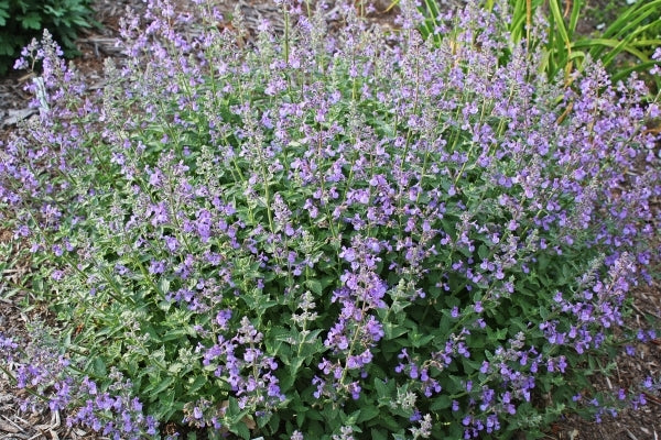 Learn about Nepeta x faassenii 'Junior Walker' PP 23,074 | Junior Walker Catmint | Perennial ...