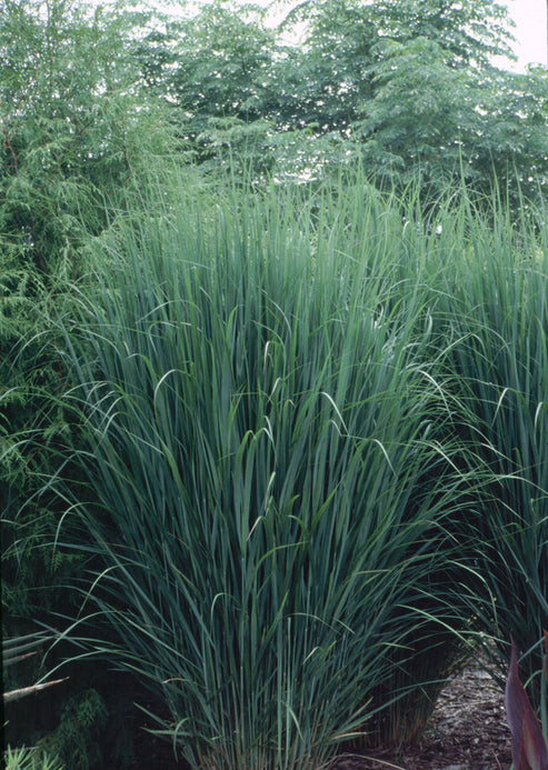 Learn about Panicum virgatum 'Northwind' | Northwind Switchgrass ...