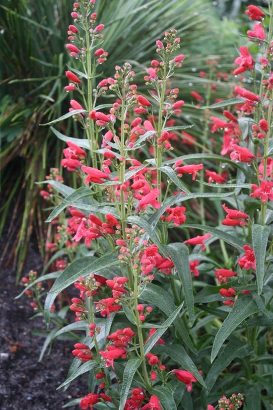 Learn about Penstemon 'Red Riding Hood' PP 18,950 | Red Riding Hood ...