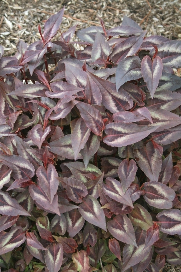 Learn about Persicaria microcephala 'Red Dragon' PP 12,062 | Red Dragon ...