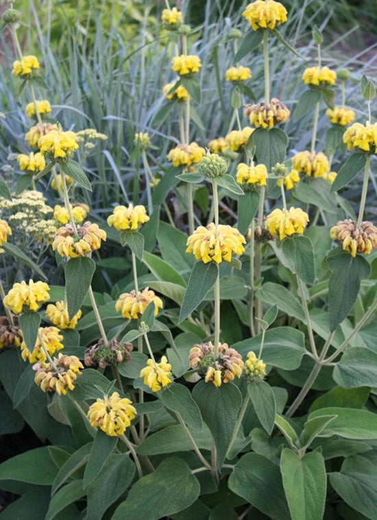 Learn about Phlomis 'Edward Bowles' | Edward Bowles Hybrid Jerusalem ...