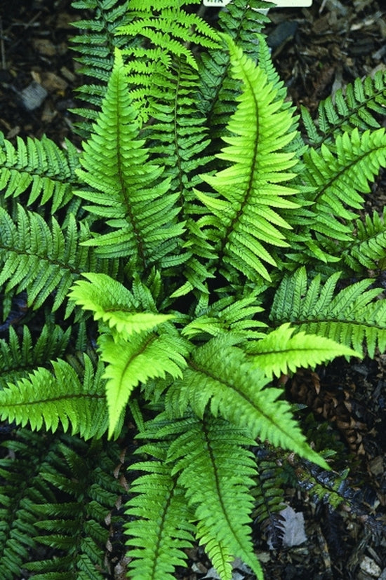 Learn about Polystichum xiphophyllum | The X Fern | Perennial Encyclopedia