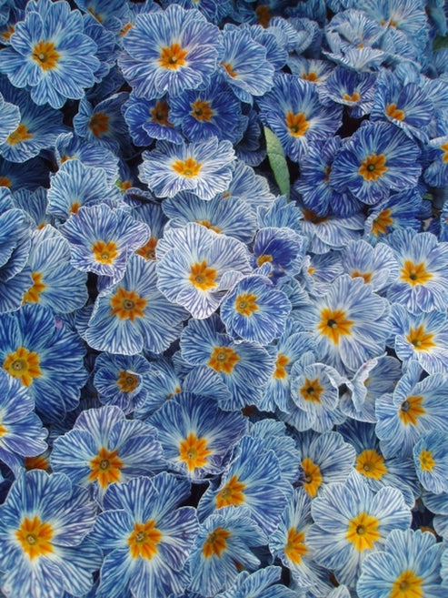 Learn about Primula vulgaris 'Zebra Blue' | Zebra Blue Primrose ...