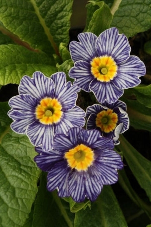 Learn about Primula vulgaris 'Zebra Blue' | Zebra Blue Primrose ...
