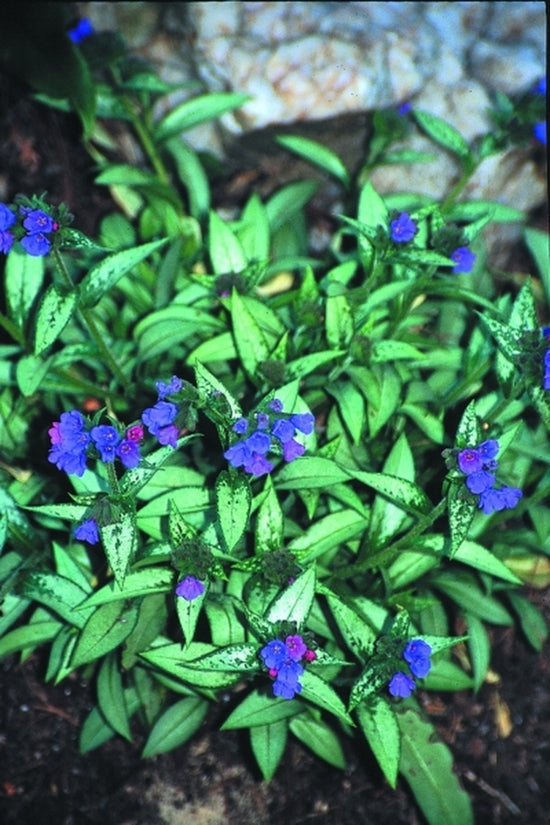 Learn about Pulmonaria 'Samourai' | Lungwort | Perennial Encyclopedia