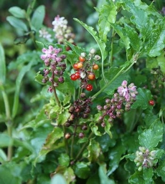 Learn about Rivina humilis | Pigeonberry | Perennial Encyclopedia