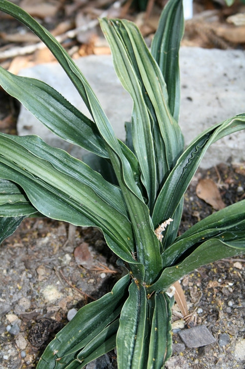 Learn about Rohdea japonica 'Nobori Ryu' | Climbing Dragon Japanese ...