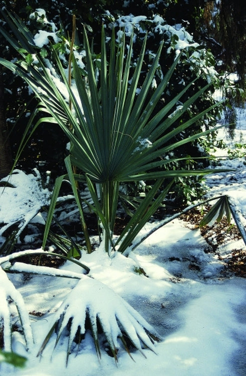 Learn about Sabal minor | Scrub Palm | Perennial Encyclopedia