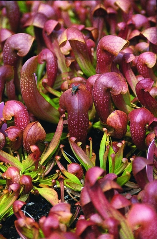 Learn about Sarracenia 'Ladybug' | Pitcher Plant | Perennial Encyclopedia