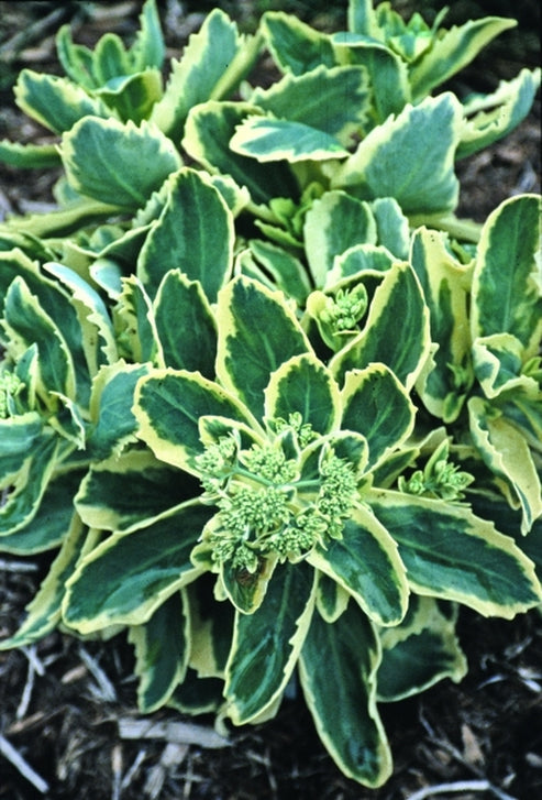 Learn about Sedum 'Lajos' PP 14,421 | Autumn Charm Stonecrop ...