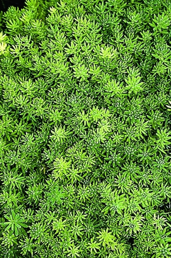 Learn about Sedum mexicanum | Mexican Sedum | Perennial Encyclopedia