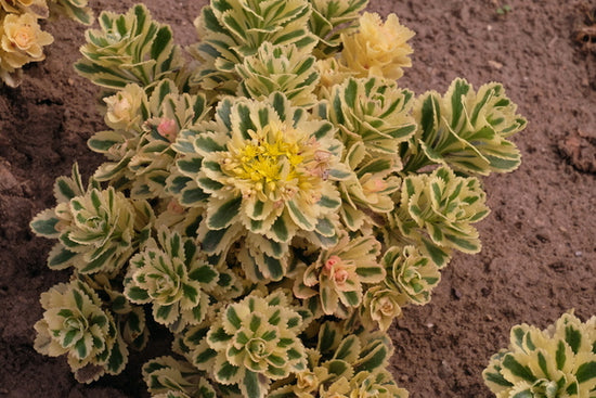 Learn about Sedum takesimense 'Atlantis' PP 27,454 | Atlantis Takeshima ...