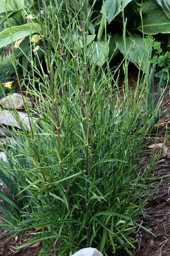 Learn about Silene subciliata | Smooth Scarlet Catchfly | Perennial ...