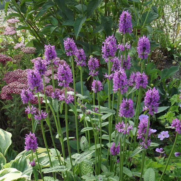 Learn about Stachys 'Hummelo' | Hummelo Betony | Perennial Encyclopedia