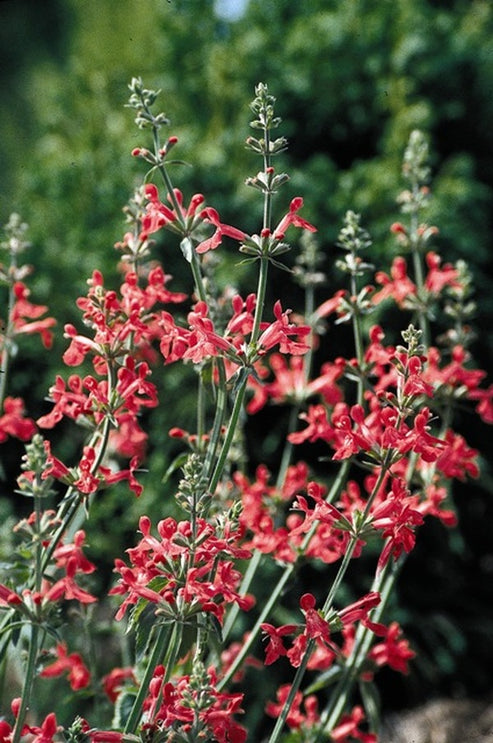 Learn about Stachys coccinea 'Hot Spot Coral' | Hot Spot Coral Red ...