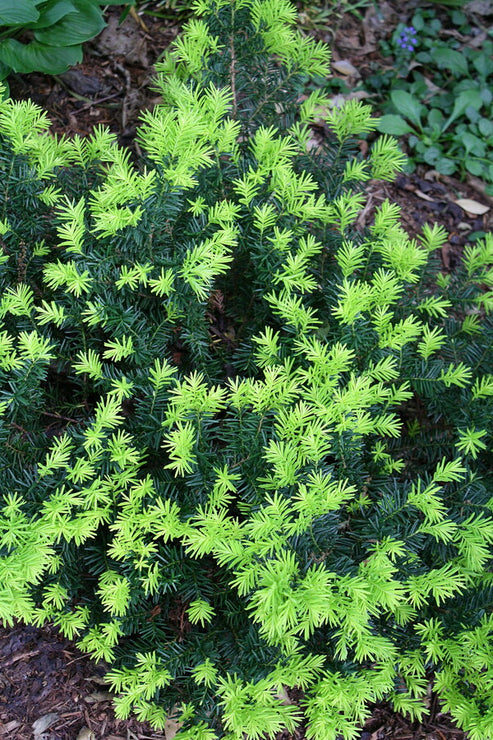 Learn about Taxus cuspidata 'Low Boy' | Low Boy Gold-tipped Yew ...
