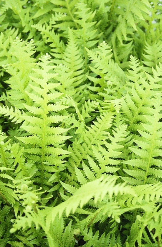 Learn about Thelypteris decursive-pinnata | Japanese Beech Fern ...