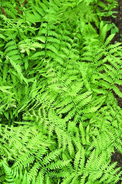 Learn about Thelypteris palustris coll. #A1K-226B | Marsh Fern ...