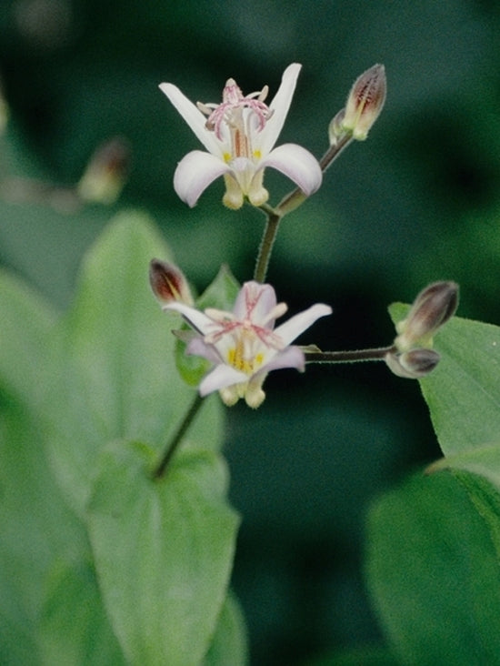 Learn about Tricyrtis 'Tojen' | Tojen Toad Lily | Perennial Encyclopedia