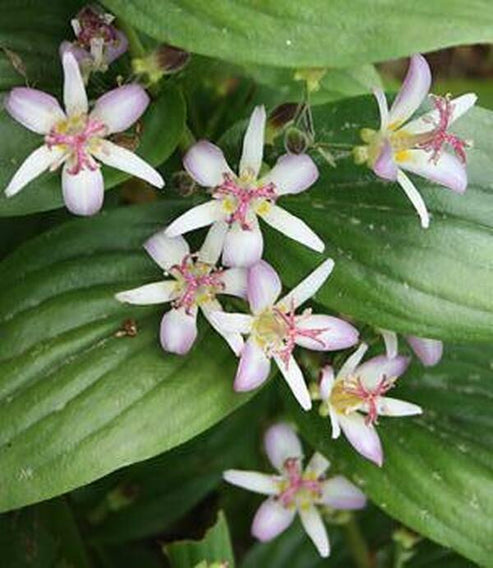 Learn about Tricyrtis 'Tojen' | Tojen Toad Lily | Perennial Encyclopedia