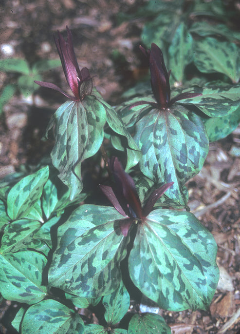 Learn about Trillium maculatum 'Edgefield' | Edgefield Spotted ...