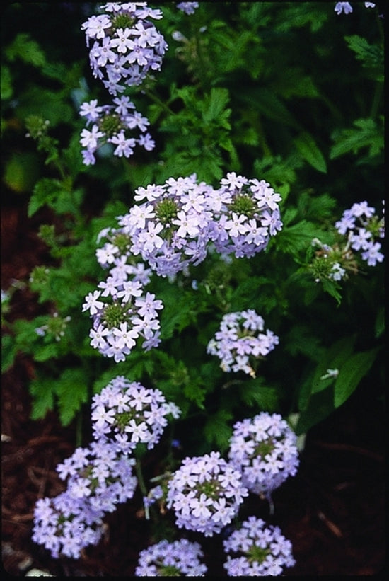 Learn about Verbena canadensis 'Lilac Time' | Verbena | Perennial ...
