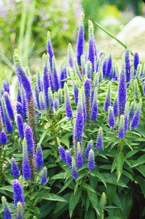 Learn about Veronica spicata 'Glory' PP 18,932 | Glory Speedwell ...