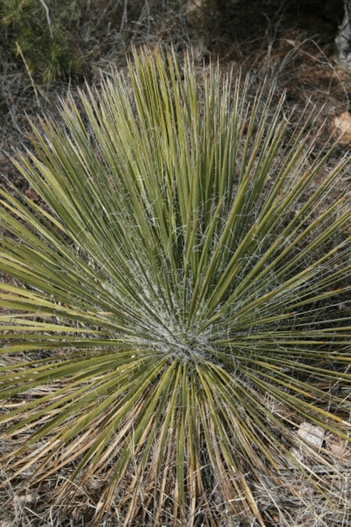 Learn about Yucca elata var. angustissima | Narrow Leaf Soapwort ...