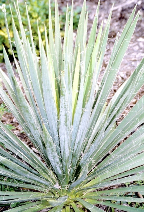 Learn about Yucca filamentosa coll. #A1FL-167 | Yucca | Perennial ...