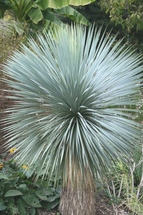 Learn about Yucca rostrata | Beaked Blue Yucca | Perennial Encyclopedia