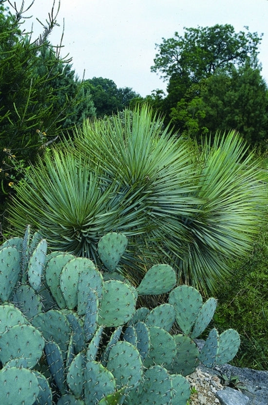 Learn about Yucca thompsoniana | Thompson's Yucca | Perennial Encyclopedia